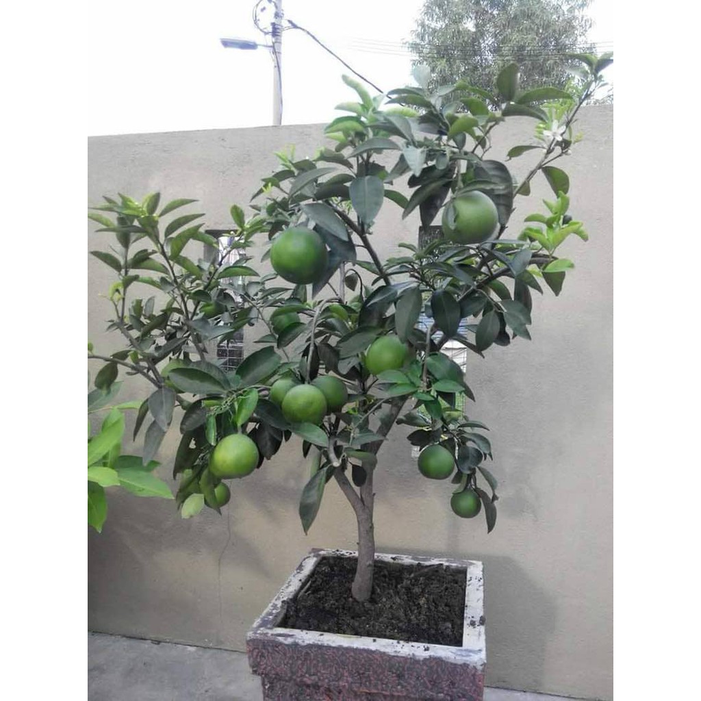 POKOK LIMAU MADU HYBRID / LIME TREE | Shopee Malaysia