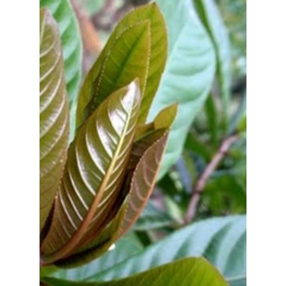 Pokok putat ( untuk ulam) | Shopee Malaysia