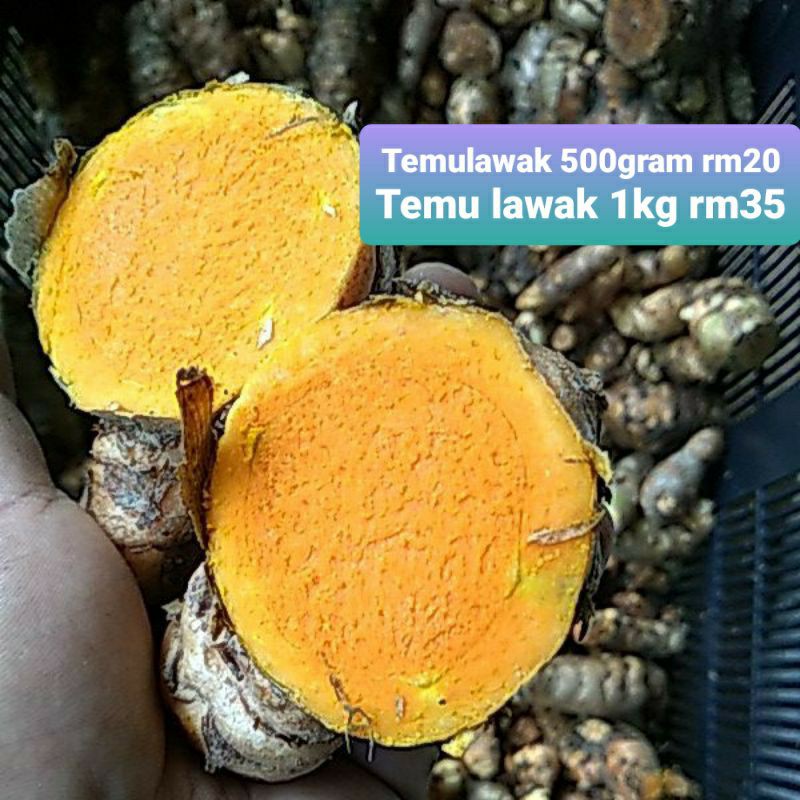 RIZUM ISI UBI TEMULAWAK TEMU LAWAK KUNING UNTUK ANAK BENIH POKOK DAN ...