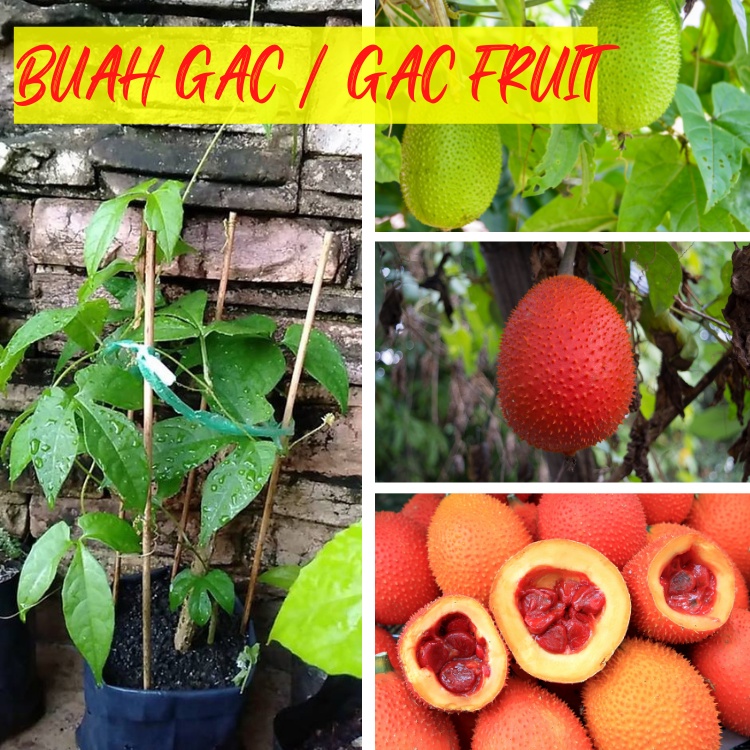 RARE / EXOTIC / NADIR Gac Fruit Sapling Tree / Anak Pokok Buah Gac ...