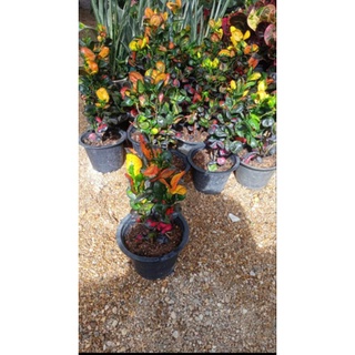 pokok poding berpasu saiz 8 inci (ID poding syiling ) | Shopee Malaysia