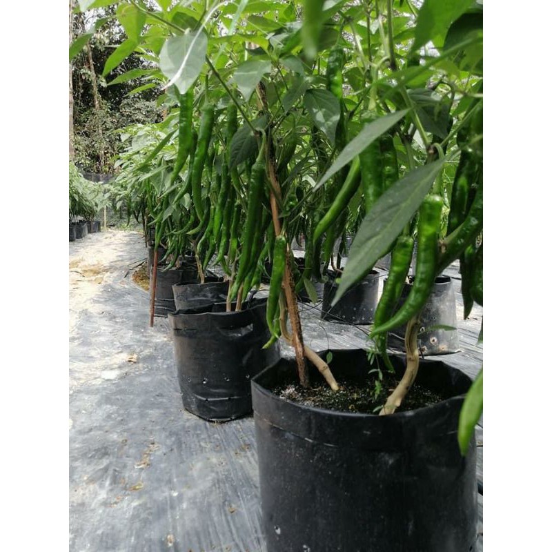 seeds CILI Sakata 461 buah besar dan panjang | Shopee Malaysia