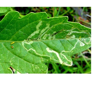 Frontier 75WP Hextar Cyromazine 75.0% Racun Ulat Pelombong Daun Leaf ...