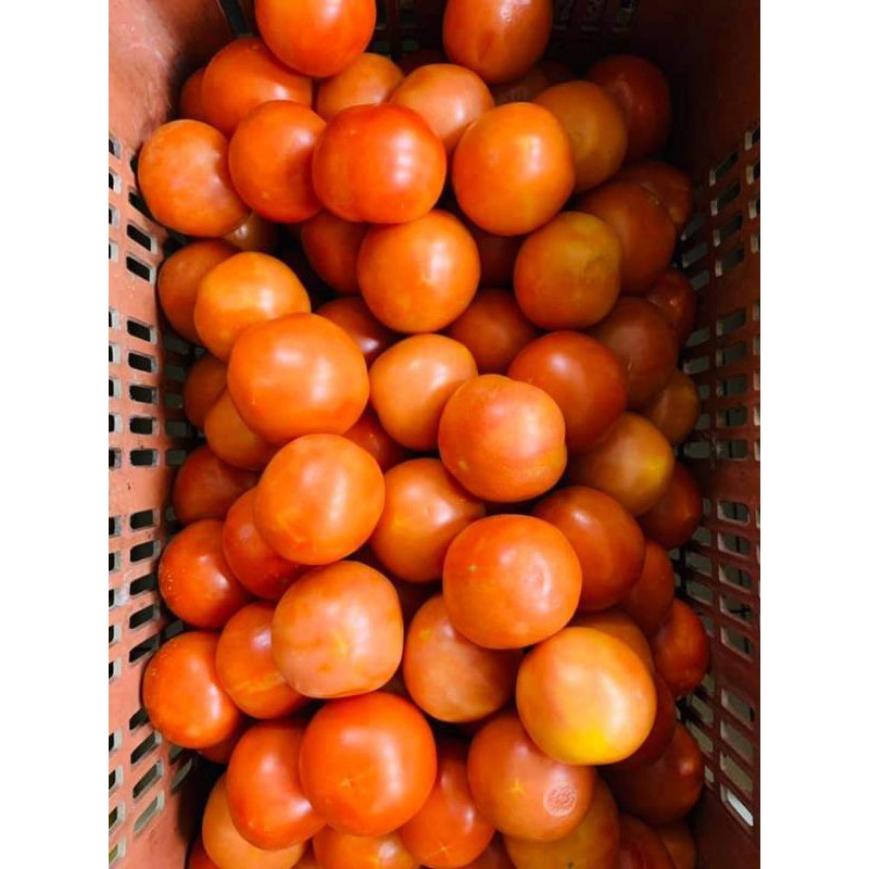 TOMATO FRESH CAMERON HIGHLAND (450gm) | Shopee Malaysia