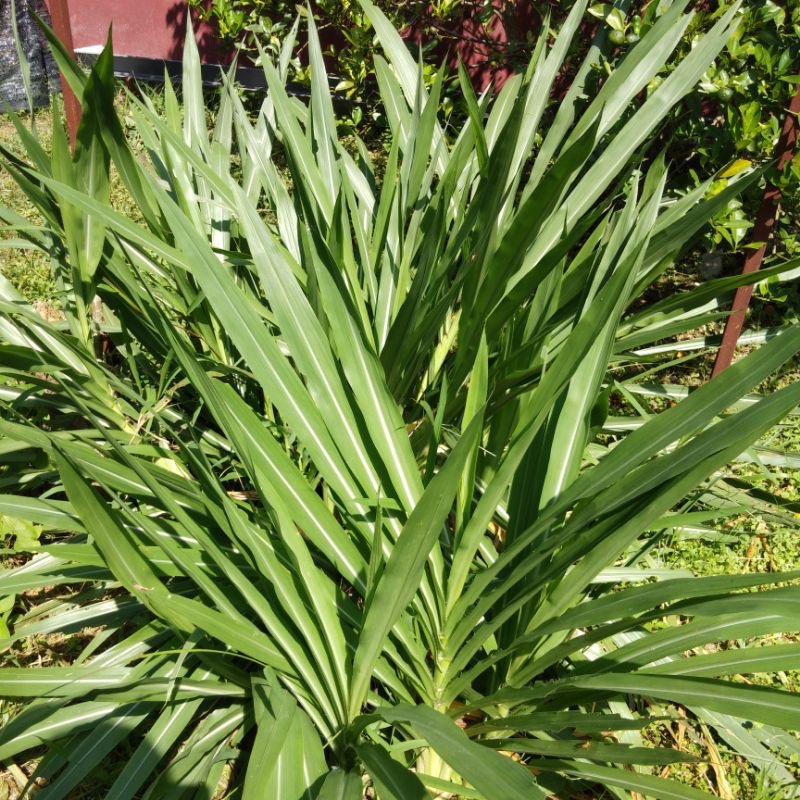 READY STOCK!!!1 BATANG (8inci) KERATAN BATANG RUMPUT NAPIER PANDAN ...