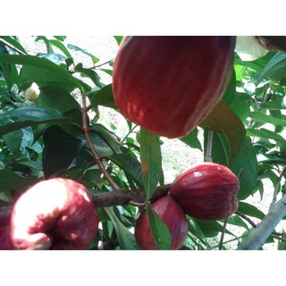 Buah Jambu Ball/ Jambu Keling -sedap-gebu-manis | Shopee Malaysia