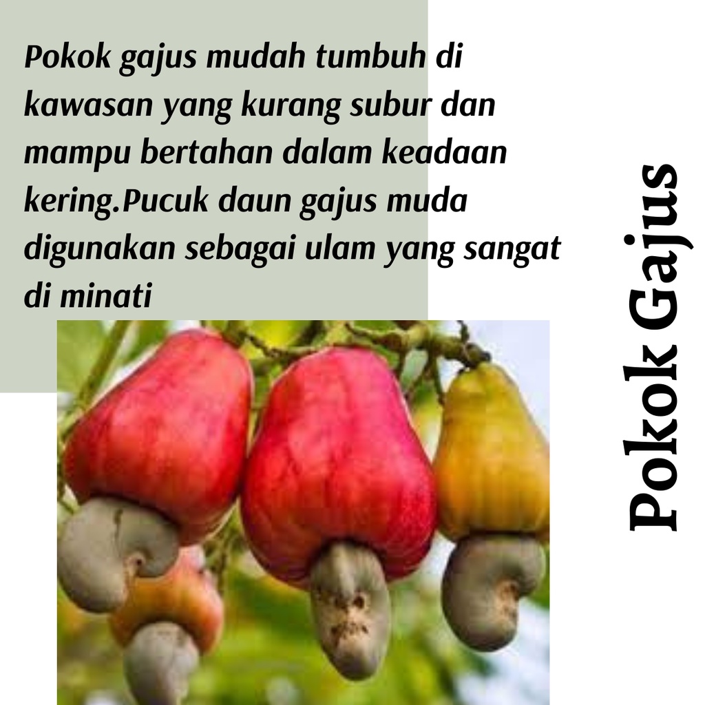 (Real Plant) Anak Pokok Gajus cashew nut janggus cepat berbuah | Shopee ...