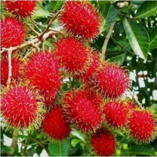 Anak Pokok Rambutan Gula Batu Hybrid | Shopee Malaysia