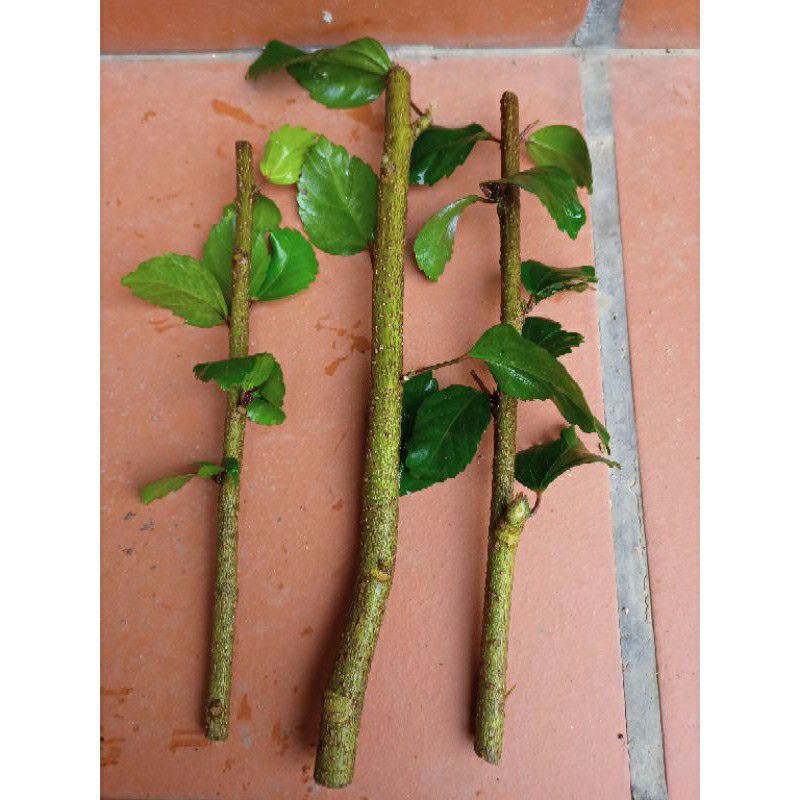 2 Keratan / Cutting Pokok Bunga Raya Hibiscus Hibrid (East Malaysia tak ...