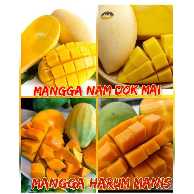 KOMBO 3 POKOK MANGGA HIBRID FREE 3 Pek Baja Organik | Shopee Malaysia