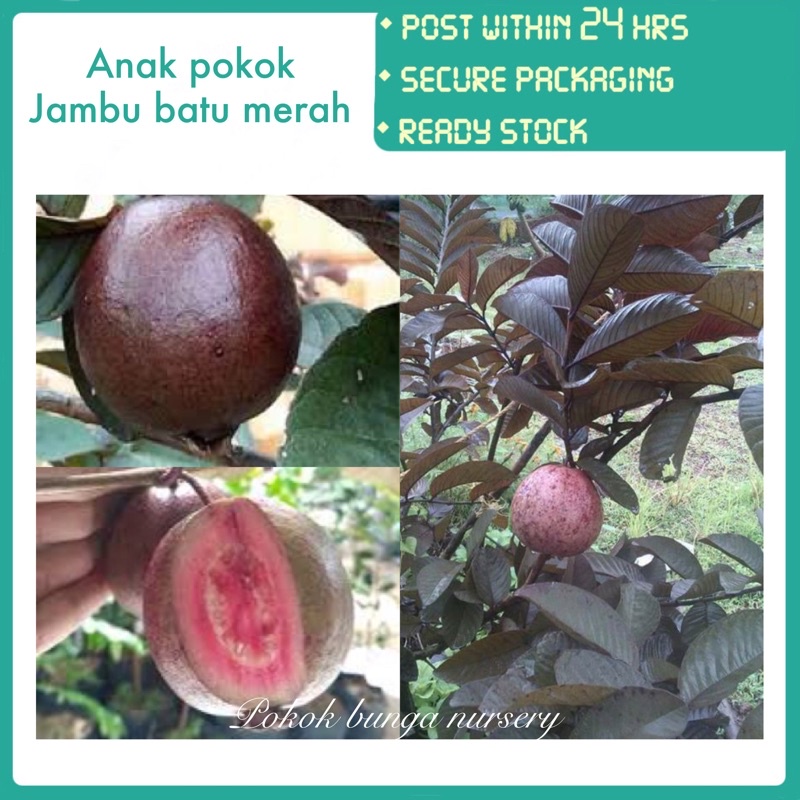 PBN - anak pokok jambu batu merah - pokok bunga nursery guajava pink ...