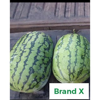 BIJI BENIH TEMBIKAI KUNING F1 QUEENSLAND WM818/YELLOW WATERMELON SEEDS ...