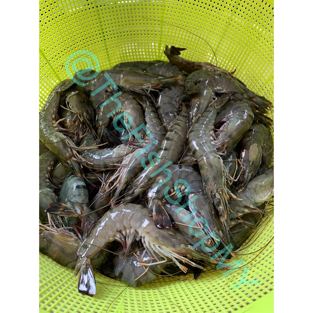 Udang Harimau/ Tiger Prawns ( L - XL ) | Shopee Malaysia