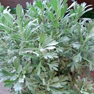 [TO KLANG VALLEY ONLY] Lavender Cina / Silvery Chinese Wormwood ...