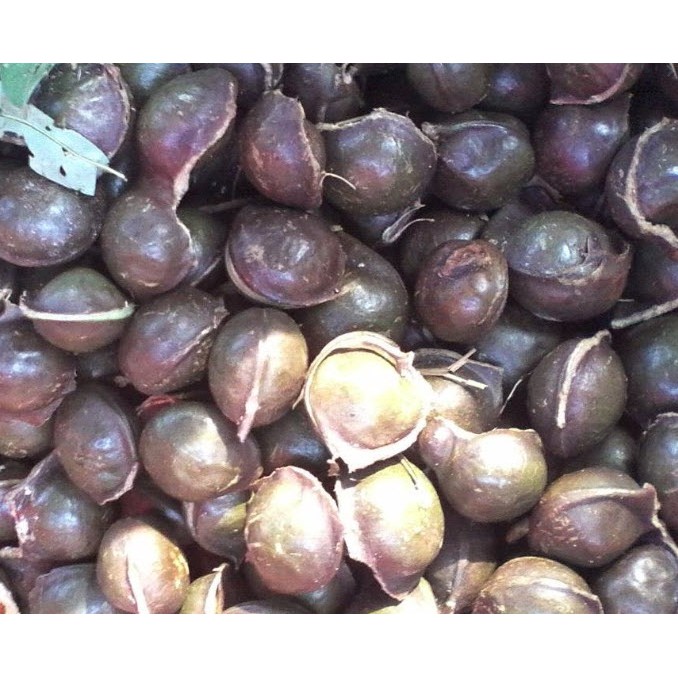 JERING TUA UTK MASAK LOMAK CILI API | Shopee Malaysia