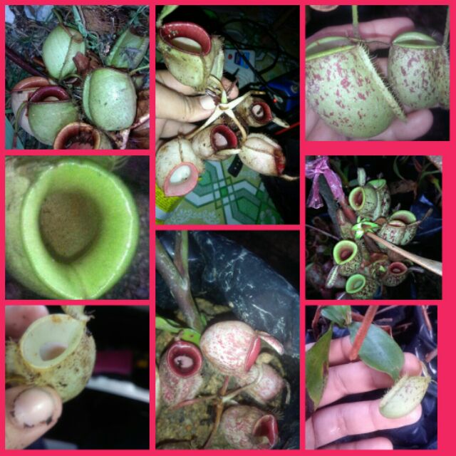 Keratan Periuk Kera Bulat Untuk buat lemang&buat masak .saintifiknya ...