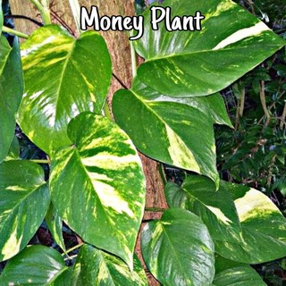 Pokok duit/Life Money plant / golden pothos / sirih gading (indoor ...