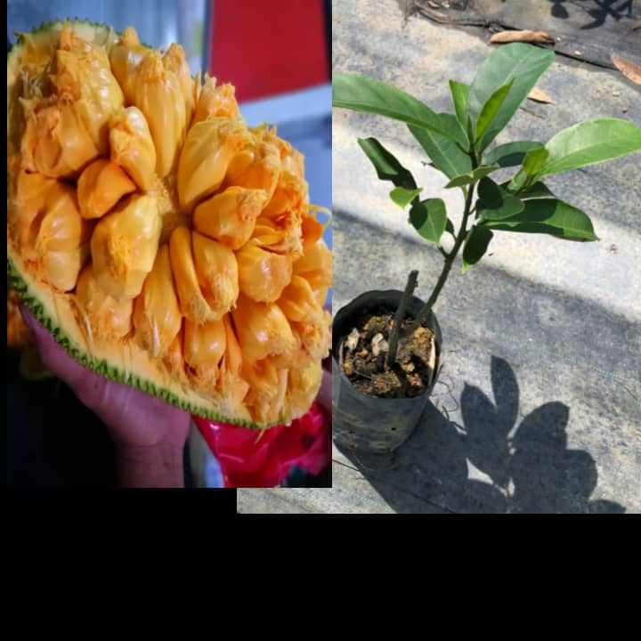 ANAK POKOK CEMPEDAK KING. POKOK HYBRID (KAHWIN). FAST SHIPPING ...