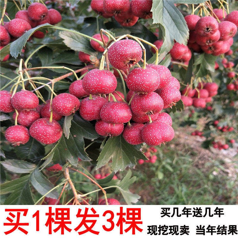 New varieties of hawthorn tree grafted large Venus sweet red fruit sav ...