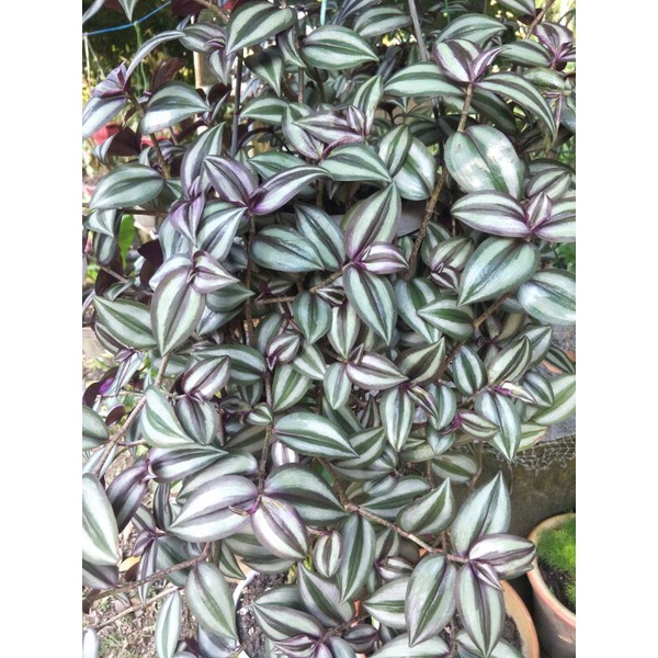 BUNGA HIASAN GANTUNG PURPLE BALDU(keratan Batang) | Shopee Malaysia