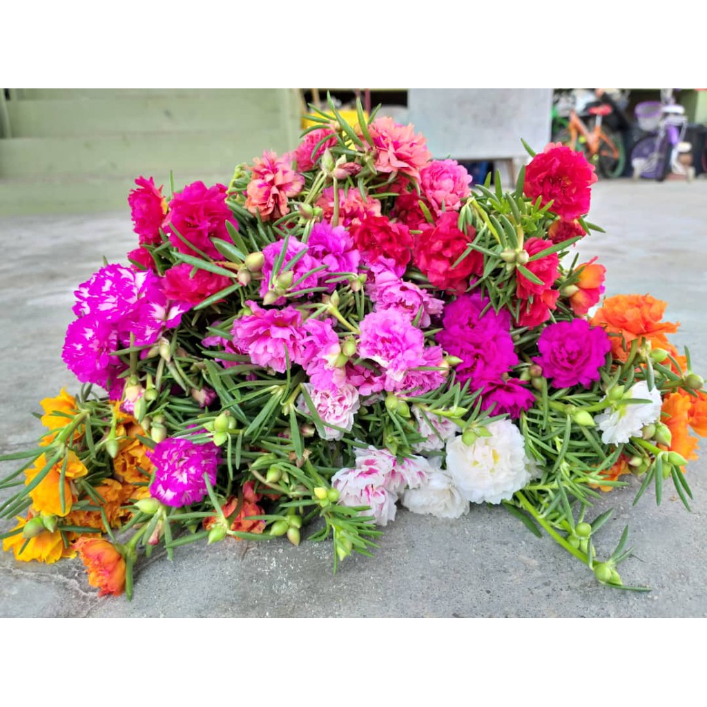 Bunga ros jepun (Mix carnation) | Shopee Malaysia