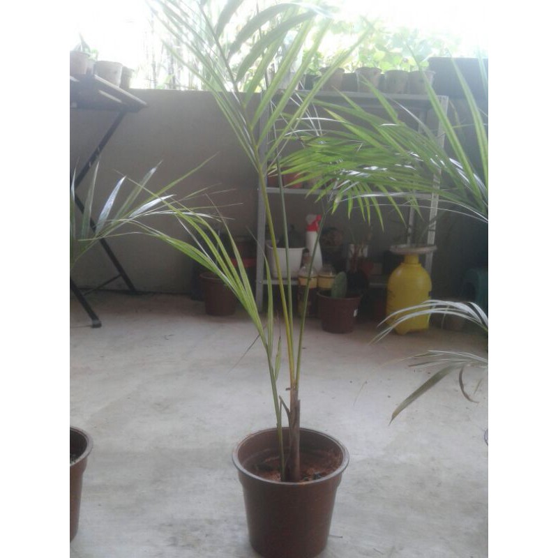 Anak pokok Palma kuning in pot. | Shopee Malaysia