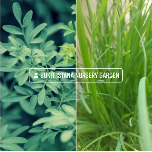 Combo - Anak Pokok Garuda dan Kucai (Herba Tempatan) - Organik | Shopee ...