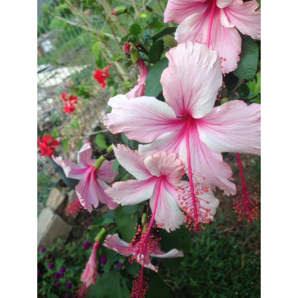 Single Layer Light Pink Hibicus Potted Plant Pokok Merah Jambu Bunga ...