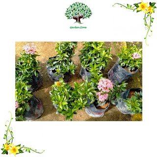 Pokok Bunga Ixora Sunkist/ Pokok Jenjarum(Pokok Bunga Hidup/Pokok ...