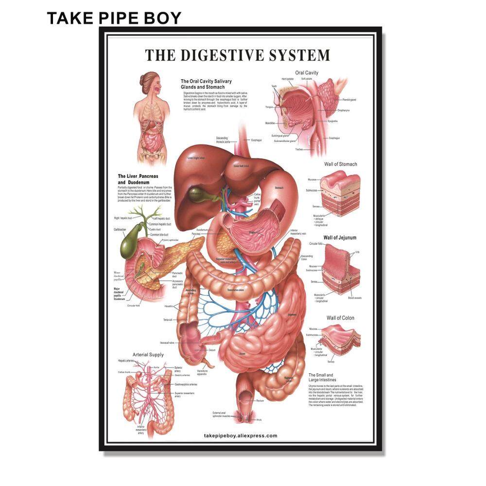 Layer Pressure Digestive System Anatomy Map Gastrointestinal Poster ...