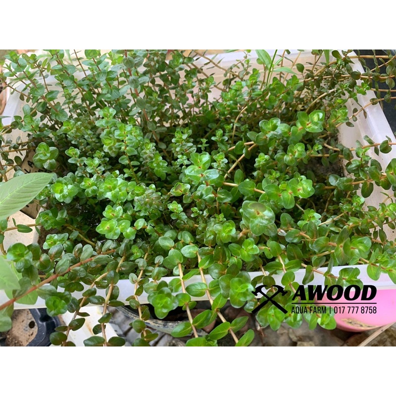 Rotala Macrandra Mini Butterfly | Aquascape | Aquatic Plant | Daun ...