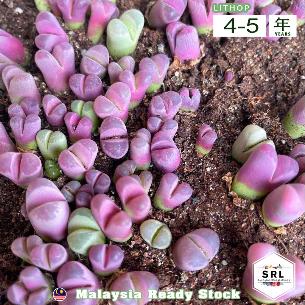 Rubra Optica Lithops 红大内玉生石花 Purple Maroon Lithops Live Plant | Shopee ...