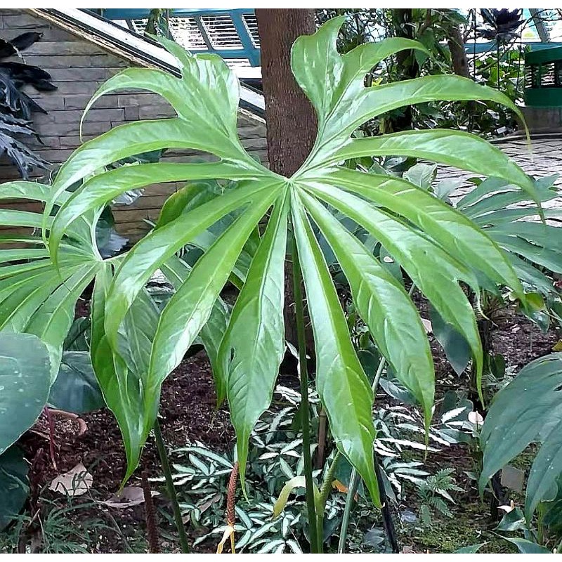 Tacca Palmata SP. Borneo / Anthurium Jari Indonesia | Shopee Malaysia