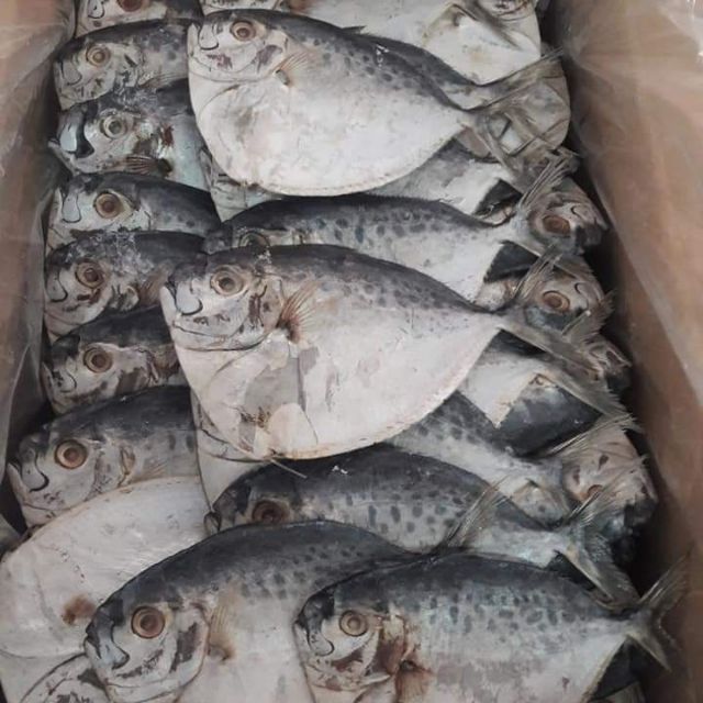 Ikan Kapak Masin, Pasir Penambang | Shopee Malaysia