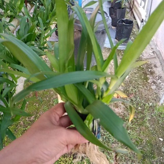 RUMPUT SITI KHADIJAH/RUMPUT Beijing (Ikhtiar kanser) | Shopee Malaysia