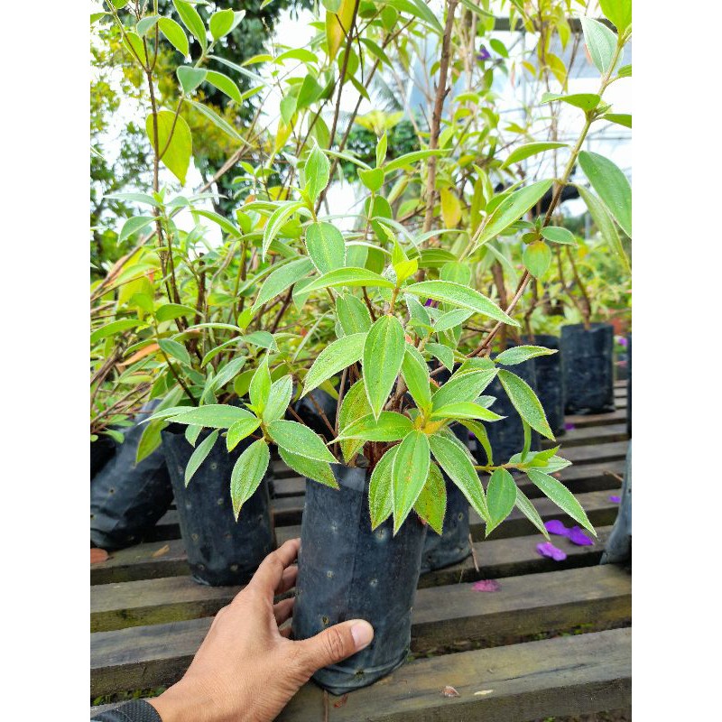 Pokok Senduduk Bunga Ungu | Shopee Malaysia