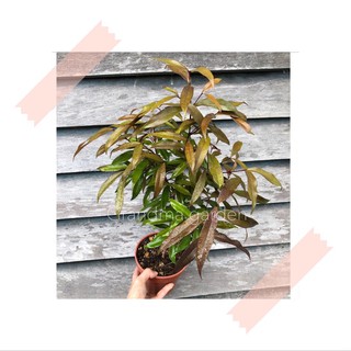 (GG real plant) Eugenia red ^ pokok kelat paya hidup daun merah live ...