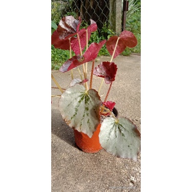 BEGONIA ~ POKOK BUNGA `ASAM BATU' (jenis berjuntai) | Shopee Malaysia