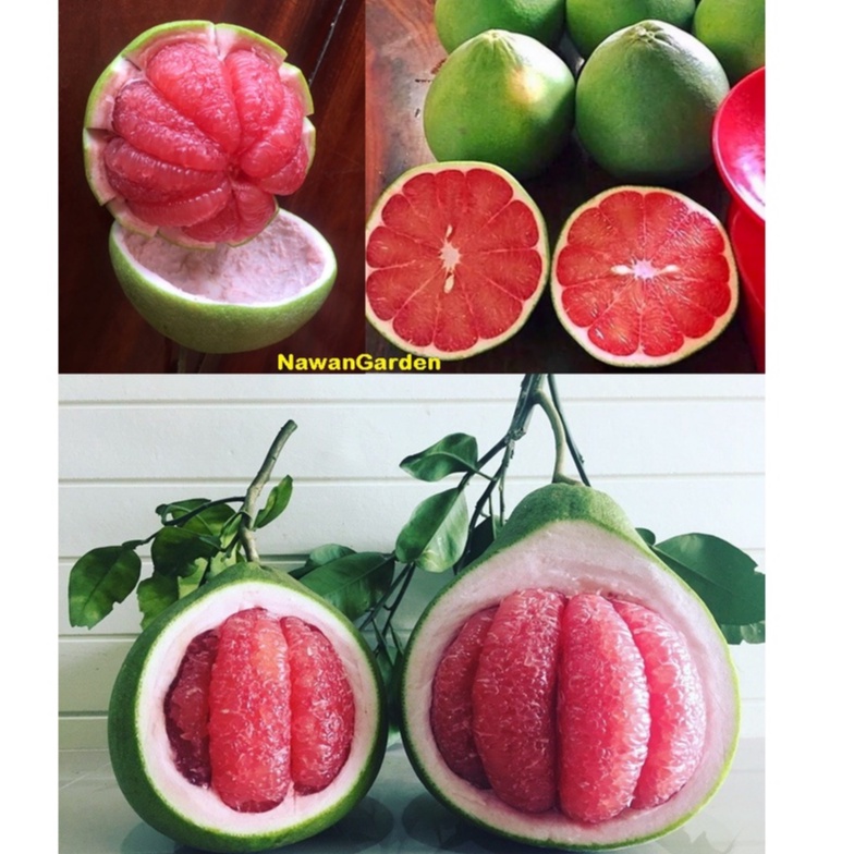 [Hot Selling] Pokok LIMAU BALI Pomelo Isi Merah Hybrid dari Thailand ...