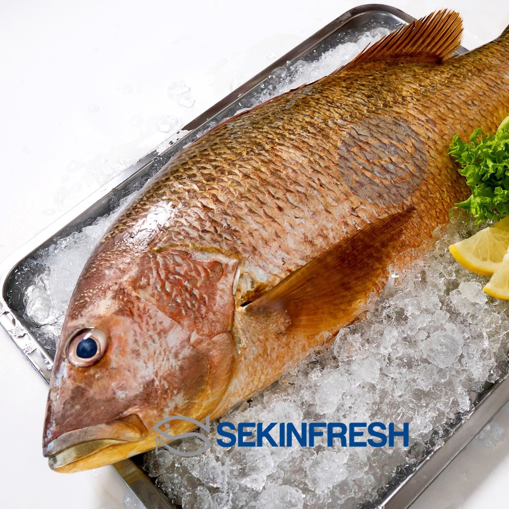 [Whole Fish] Golden Snapper / Ikan Jenahak /红皂 | Shopee Malaysia
