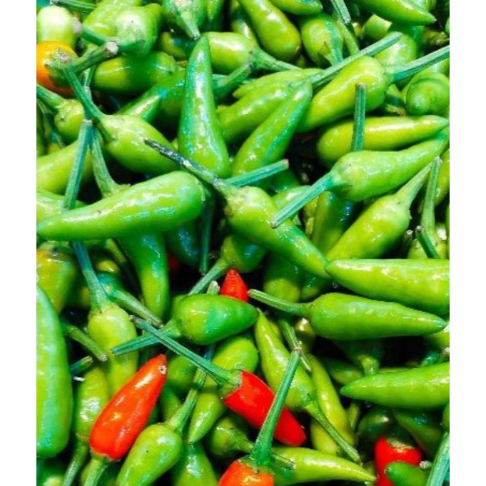 anak pokok cili centil F1 HYBRID. RM3.50 sepokok. | Shopee Malaysia