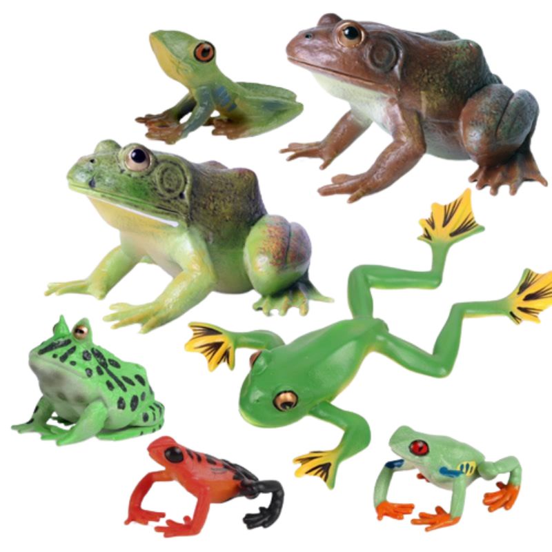 Simulation Amphibian Animals Model Frog Life Cycle Stages Action ...