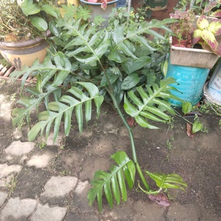 Fresh Cutting Epipremnum Pinnatum Variegated EPV Albo / Skeleton Key ...