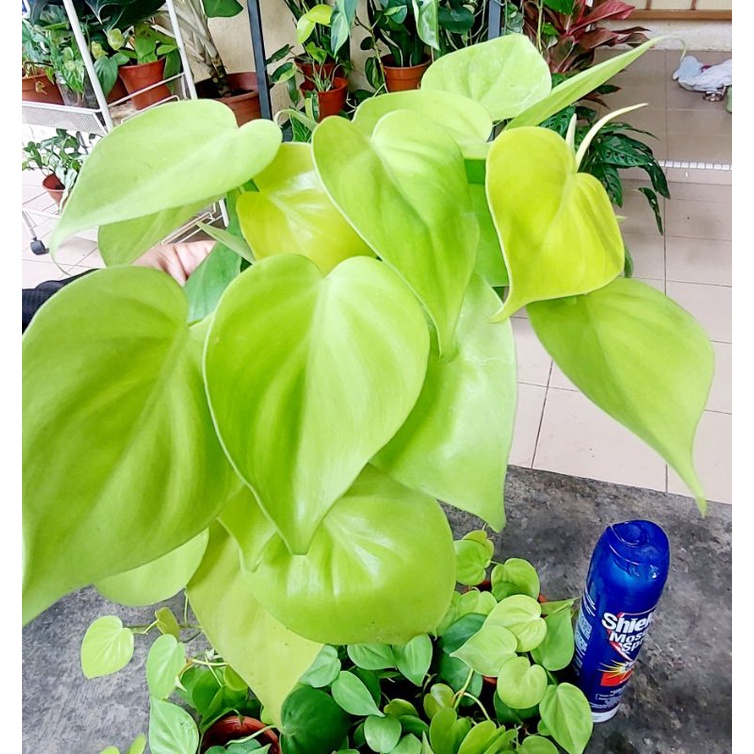Pothos LEMON LIME (Pokok Rimbun)(READY STOK) | Shopee Malaysia