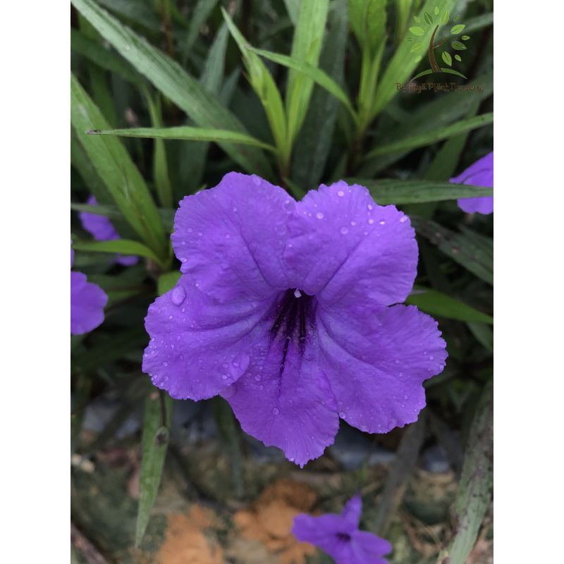 Biji Pokok Purple (Bunga Ruellia) | Shopee Malaysia
