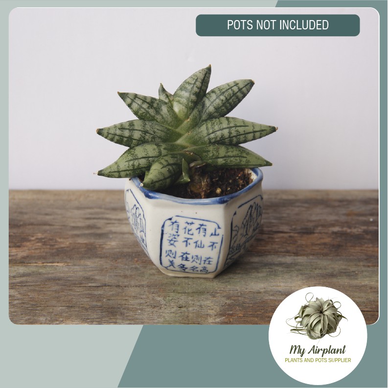 [Ready Stock] Sansevieria Boncel Mini Pup | Shopee Malaysia