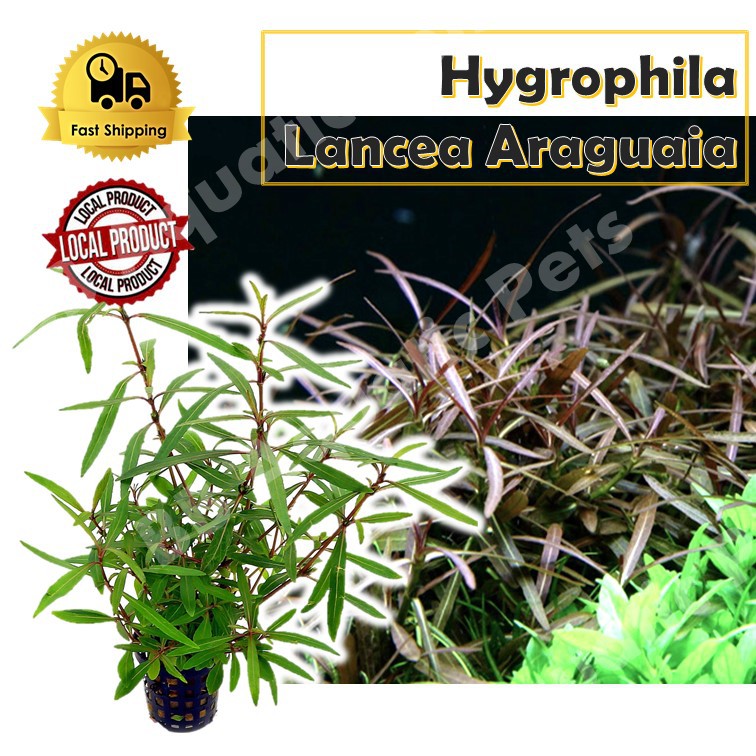 Hygrophila Lancea Araguaia Aquarium Plants Aquascape Waterplants 1 bulb ...