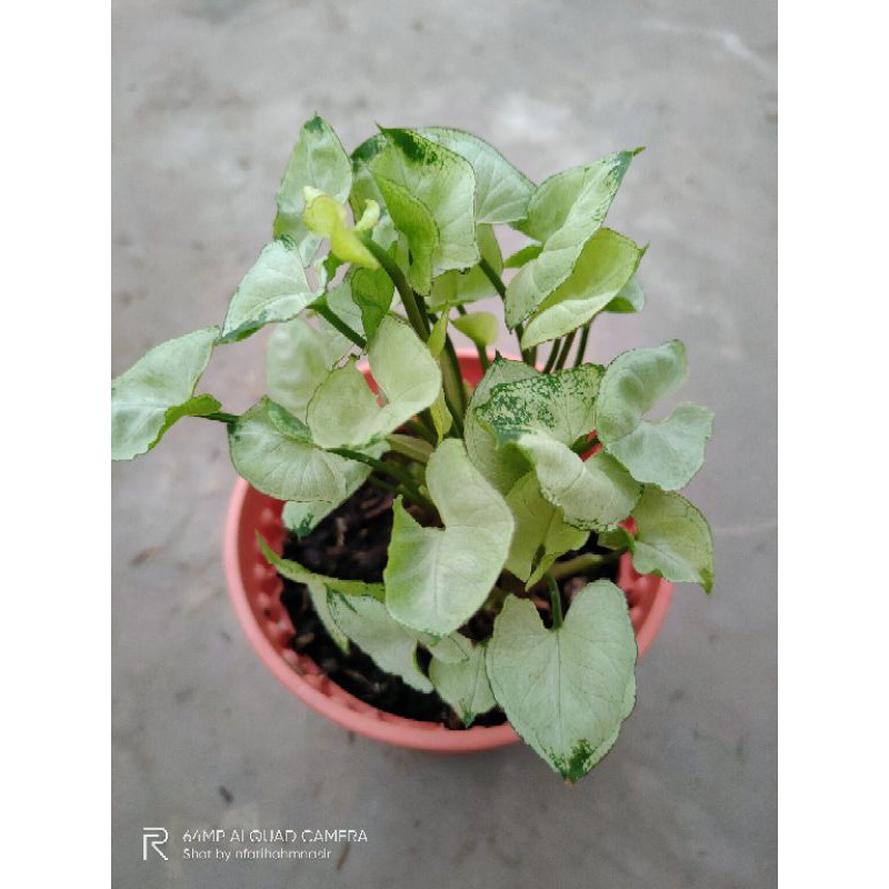 Syngonium Mini Pixie, Indoor Plant (Plant with Pot) | Shopee Malaysia