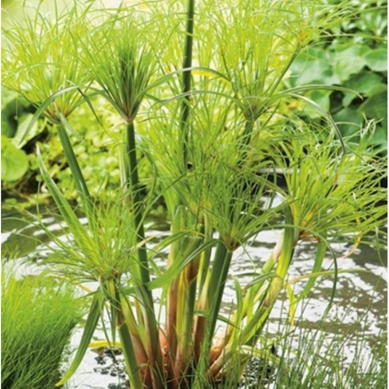 cyperus papyrus / Aquatic plant/ pokok kolam | Shopee Malaysia