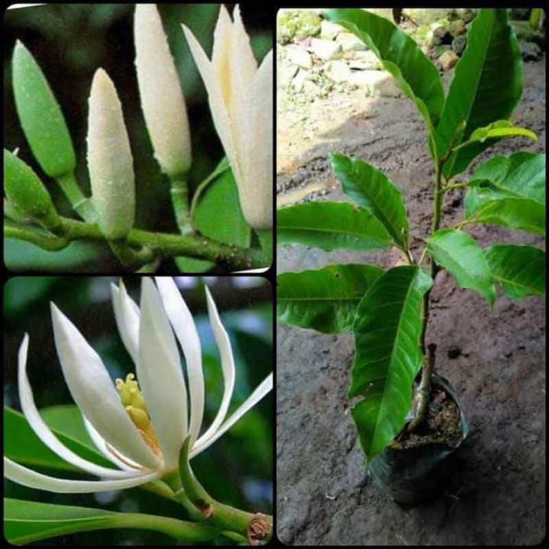 Anak pokok cempaka putih / bunga wangi / magnolia x Alba / champaca ...